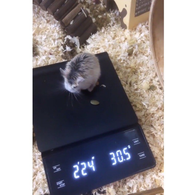 Jual Timbangan Hamster Digital LED Pet Scale Plus Timer - Max Limit 3kg ...