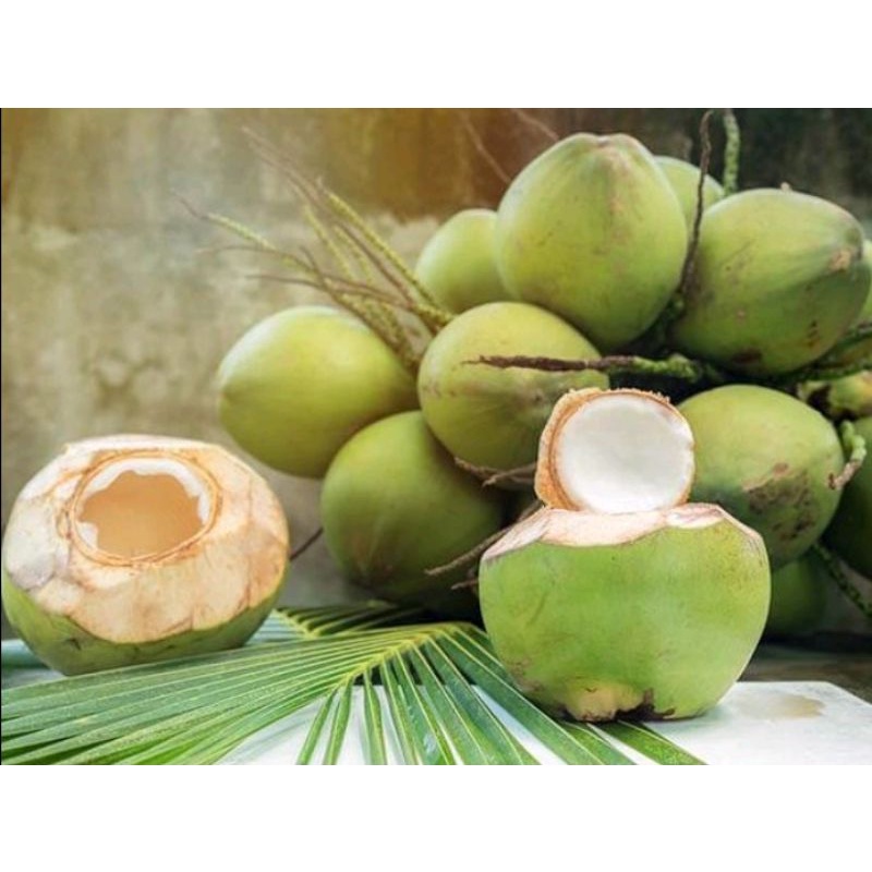 Jual Degan buah kelapa muda utuh 1 biji Fresh segar herbal berkhasiat | Shopee Indonesia