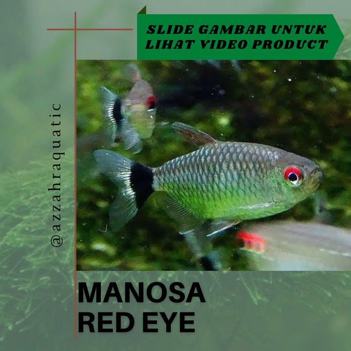 Jual Manosa Red Eye Tetra | Shopee Indonesia
