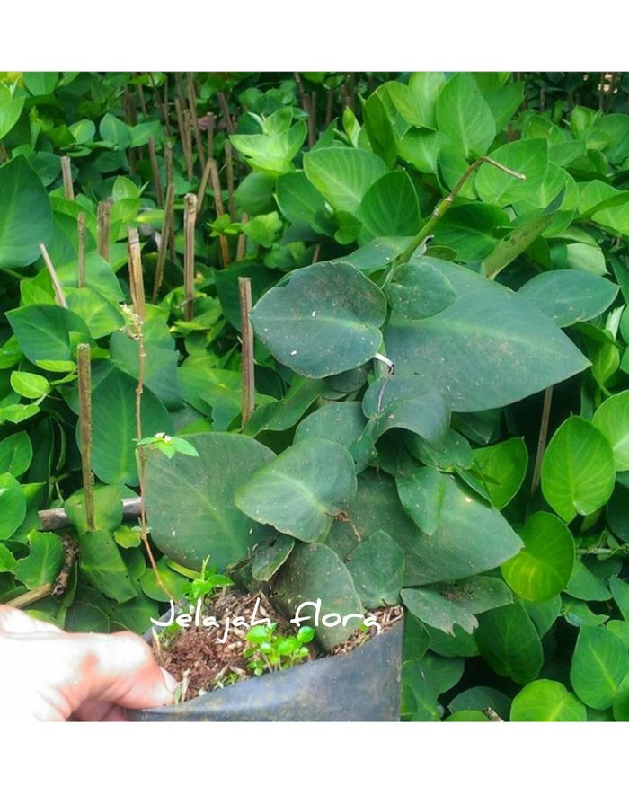 Jual Tanaman rambat dolar daun besar ( ficus pumila ) | Shopee Indonesia