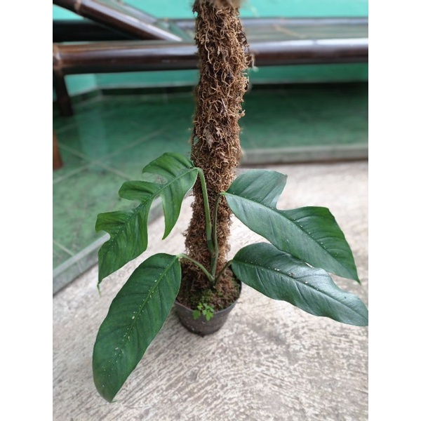 Jual philo cebu blue | Shopee Indonesia