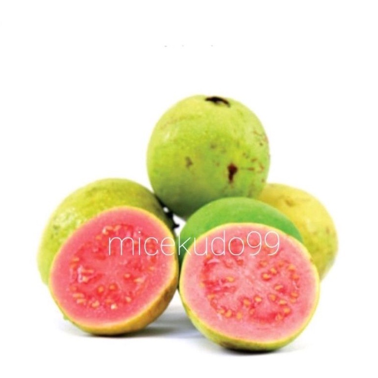 Jual JAMBU BIJI MERAH 1 KG SEGAR / FRESH GUAVA FRUITS BUAH | Shopee ...