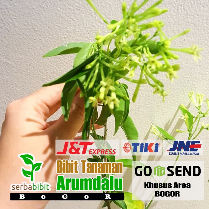 Jual Bibit Bunga Arumdalu - Melati Jasmine - Night Blooming Jasmine ...