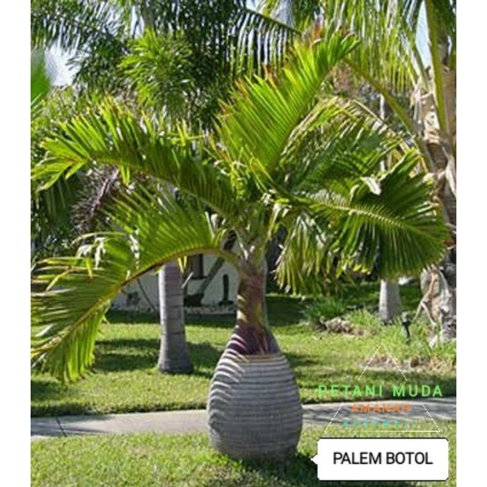 Jual palem botol merah | Shopee Indonesia