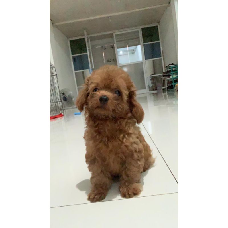 Jual Amplop Surat Stambum Brownie | Shopee Indonesia