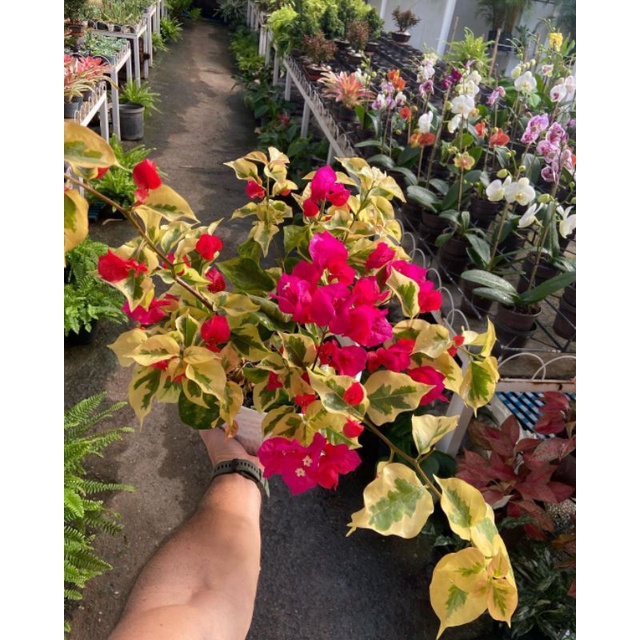 Jual Tanaman Hias Hidup Bunga Bougenville/Bunga Kertas | Shopee Indonesia