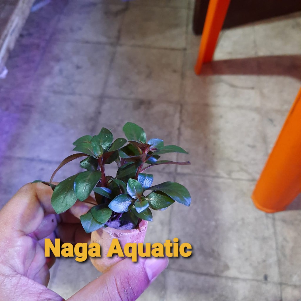 Jual Tanaman Aquascape Red Rubin | Shopee Indonesia