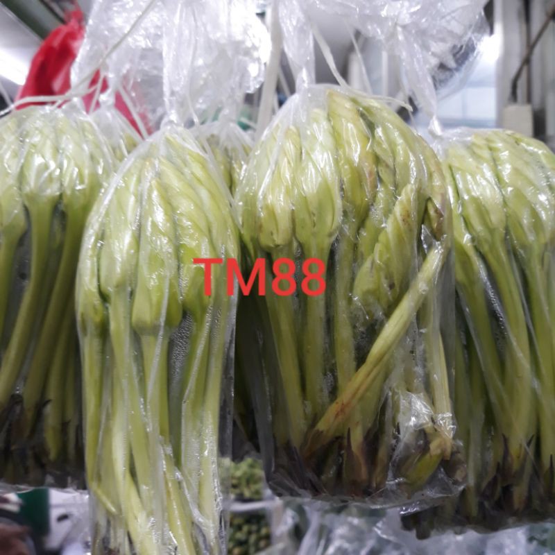 Jual SAYUR PUCUK SEDAP MALAM SEGAR/KIM CAM SEGAR/SAYUR KIM CIM SEGAR ...