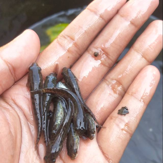 Jual Bibit ikan gabus size 5-7 cm pelet 781-1 | Shopee Indonesia