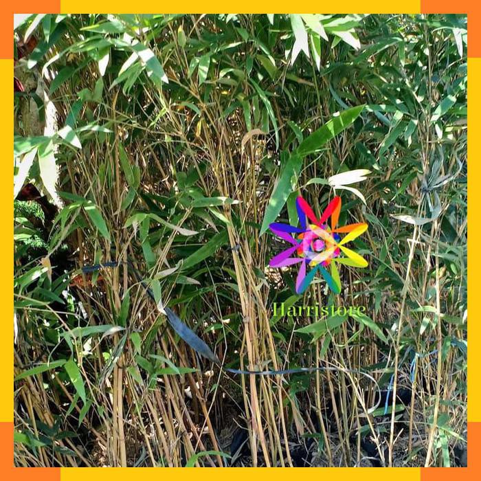 Jual Bambu kuning mini tanaman hias bambu pohon bambu | Shopee Indonesia