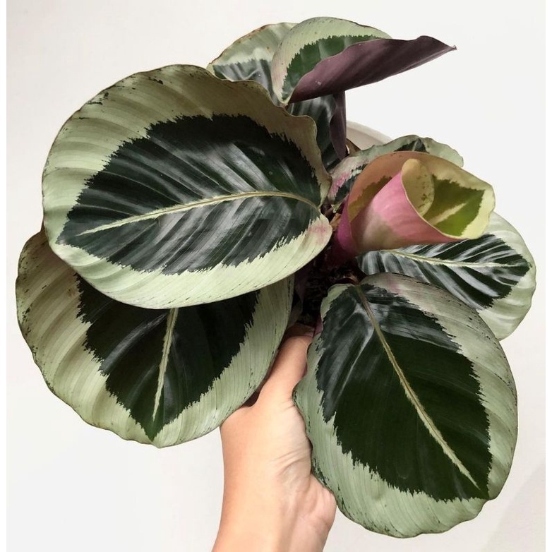 Jual Calathea Cynthia / Tanaman Hias Calathea Cynthia | Shopee Indonesia
