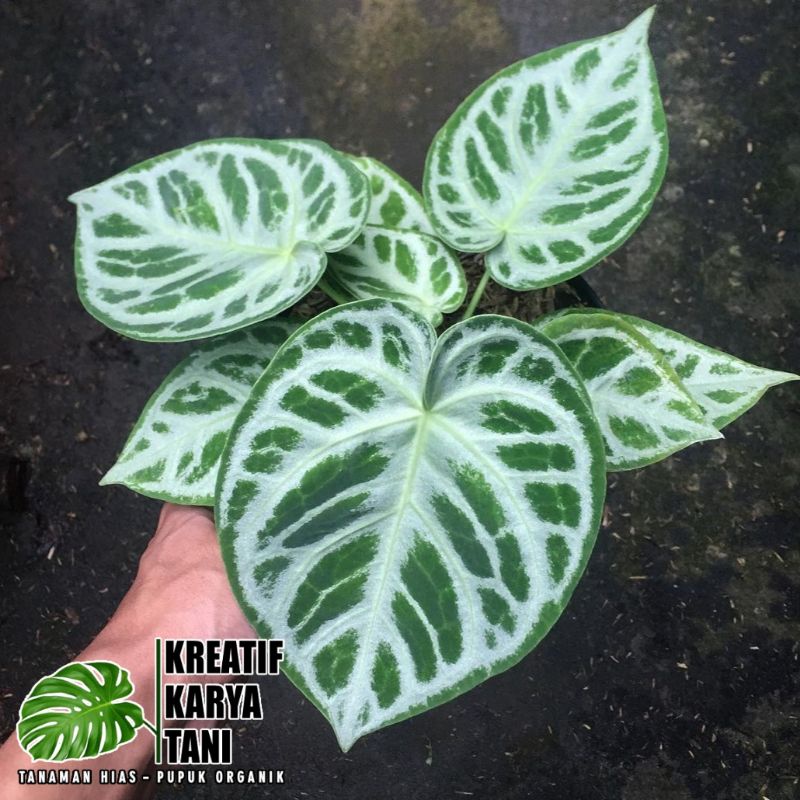 Jual Tanaman Hias Anthurium Dorayaki Silver Blush - Anturium Dorayaki ...