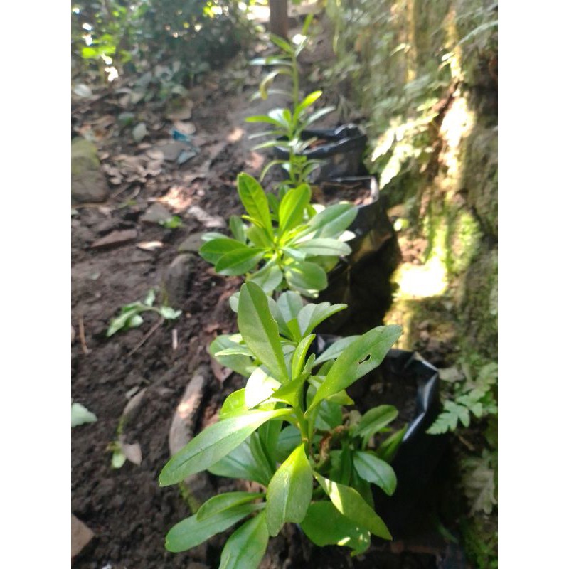 Jual Bibit Gingseng Jawa Obat herbal tanaman toga tanaman obat taman ...