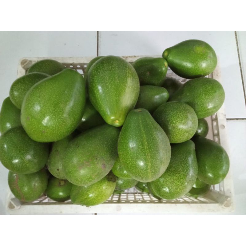 Jual Alpukat Mentega Besar dan Super dijamin Bagus | Shopee Indonesia