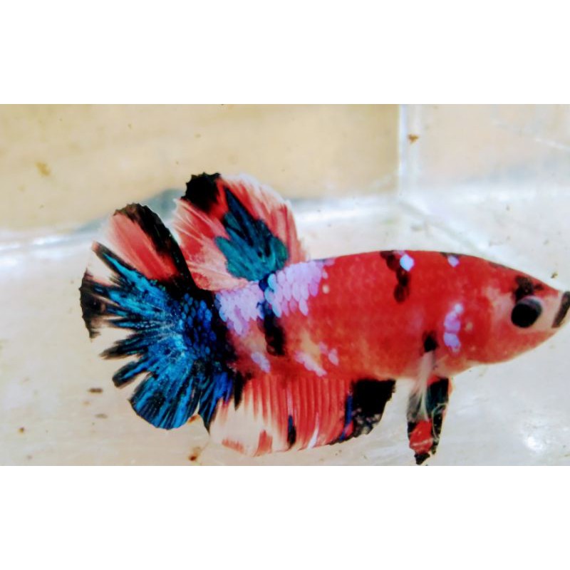 Jual 1 male plakat nemo multi | Shopee Indonesia