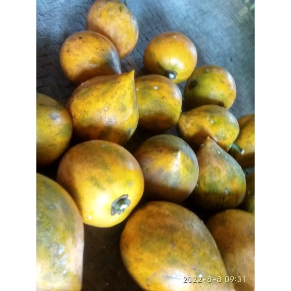 Jual Alkesah atau buah sawo mentega pulen enak mania per 2kg | Shopee ...