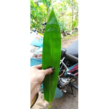 Jual Daun bambu segar 200 lembar | Shopee Indonesia