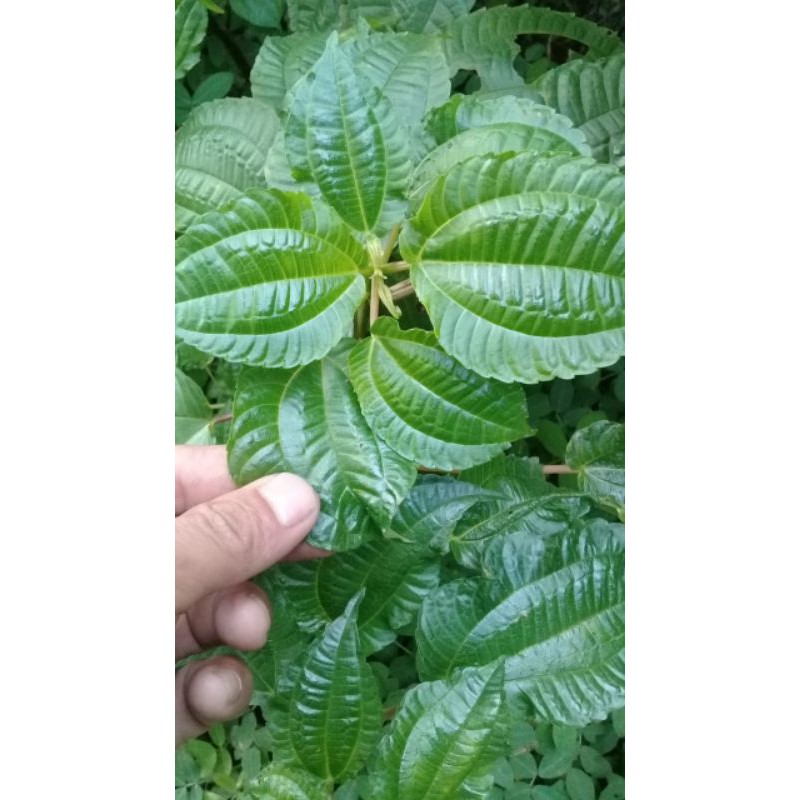 Jual daun pohpohan lalapan segar 500gram | Shopee Indonesia
