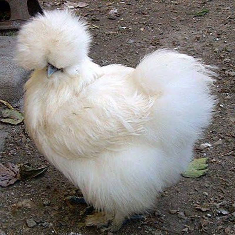 Jual American Silkie Original | Shopee Indonesia