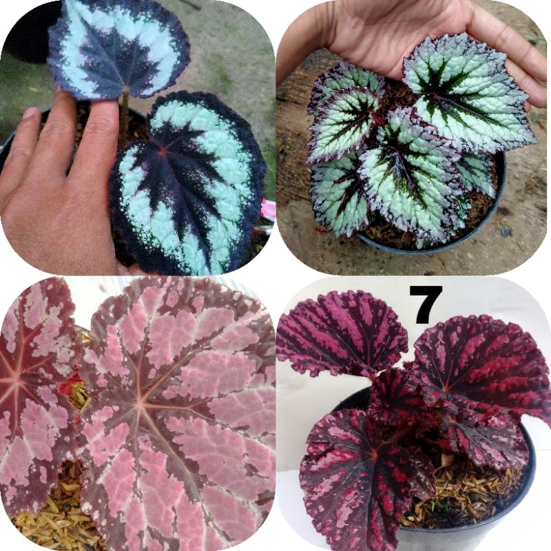 Jual paket empat jenis begonia | Shopee Indonesia