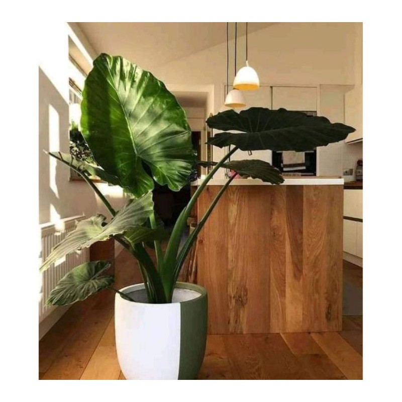 Jual bibit talas sente hijau | tanaman hias indoor | Shopee Indonesia