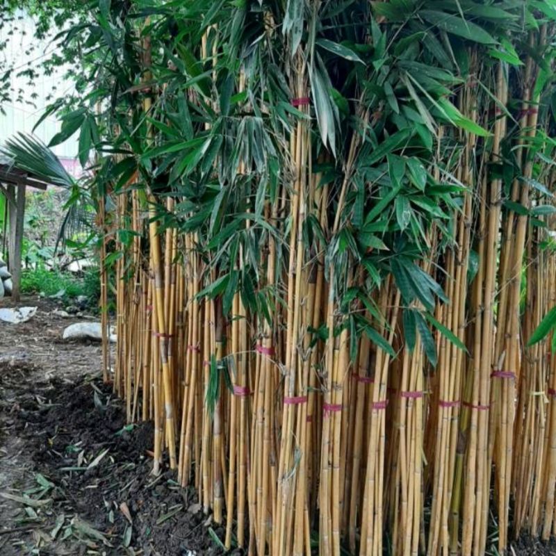 Jual TANAMAN HIAS BAMBU KUNING BAMBU PANDA TINGGI 1,2 METER | Shopee ...