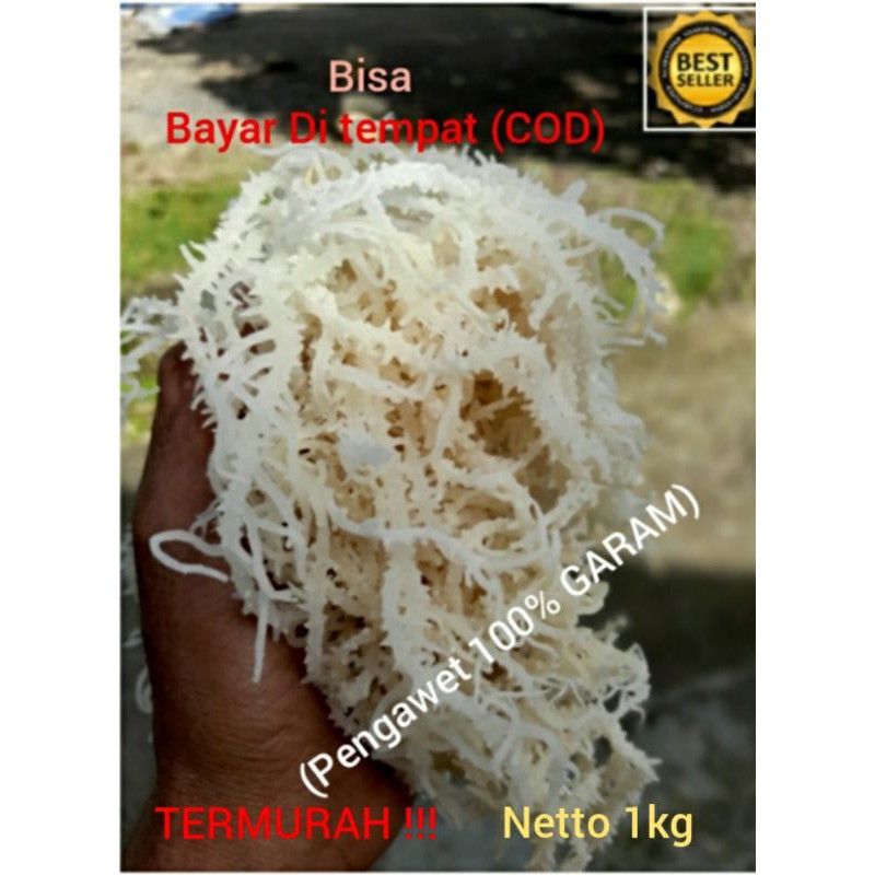 Jual Rumput laut original spinosum (bukan cottoni) kemasan 1kg | Shopee ...