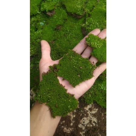 Jual Living moss Lumut Hidup Lumut Hutan segar 1kg | Shopee Indonesia