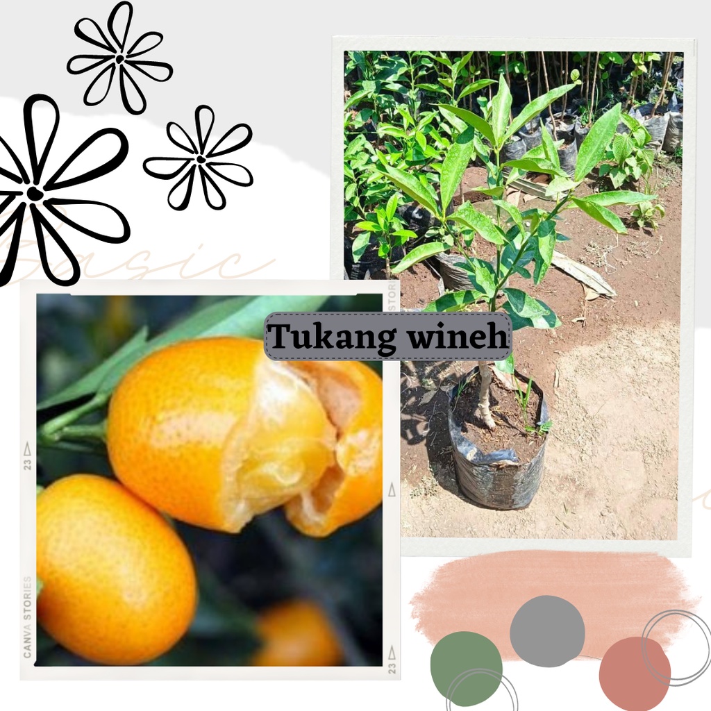 Jual Tanaman Buah Jeruk Nagami Unik dan Manis | Shopee Indonesia