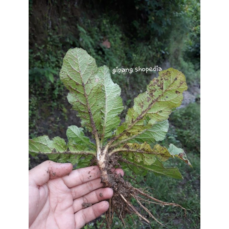 Jual isi 10 Tanaman Herbal Tapak Liman | Shopee Indonesia