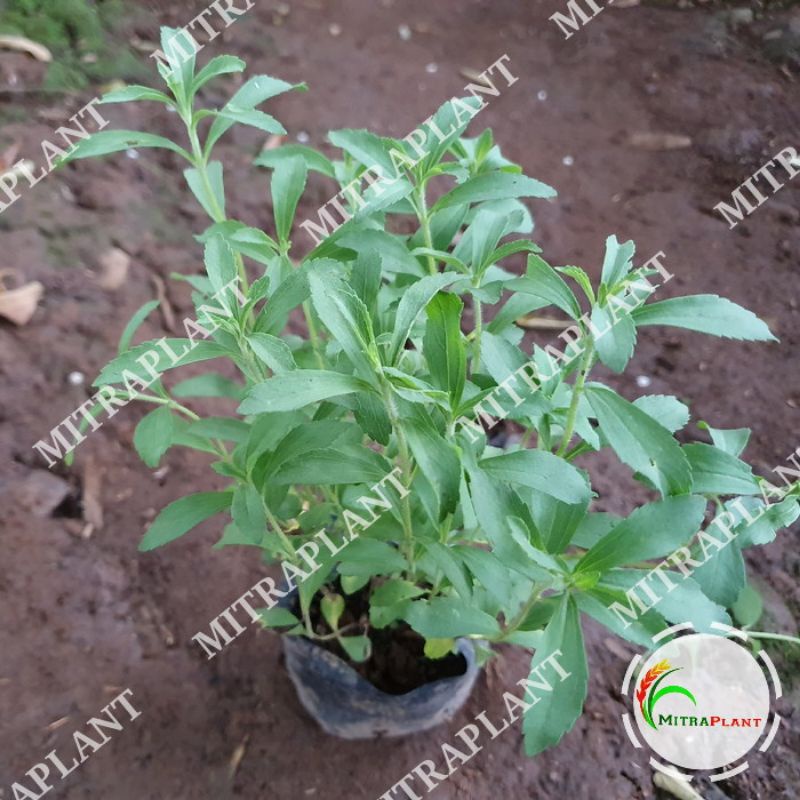 Jual Bibit Tanaman Daun Stevia - Daun Manis - Daun Penganti Gula Alami ...