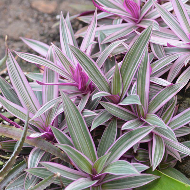 Jual tanaman adam hawa rimbun big | Shopee Indonesia