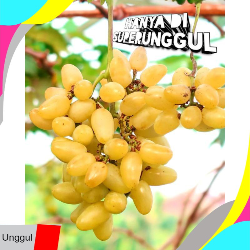 Jual Ungggul Bibit anggur import jenis transfiguration Super | Shopee ...