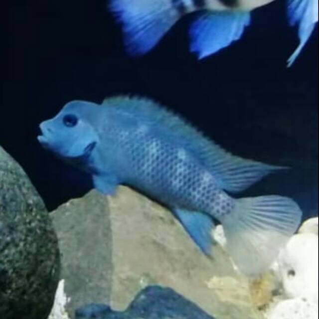 Jual Lionhead Steatocranus Casuarius Blockhead Buffalohead Humphead ...