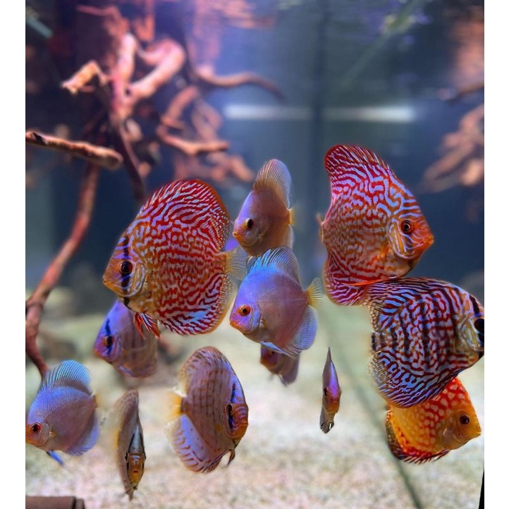 Jual Ikan Discus PATTERN 5cm ( CORAK ) NO REQUEST | Shopee Indonesia