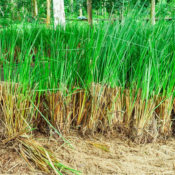 Jual Rumput Vetiver penahan Erosi Tanah akar wangi tanaman anti longsor ...