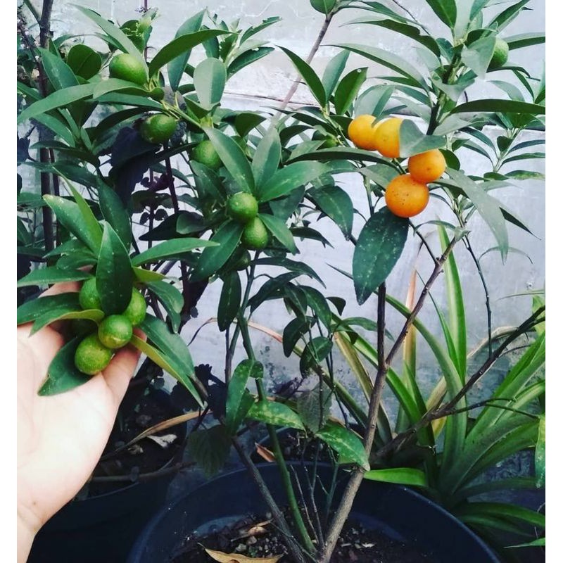 Jual paket 3 jeruk nagami berbuah/jeruk nagami berbuah (WISATA FLORA ...