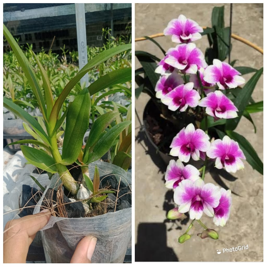 Jual dendrobium mini | Shopee Indonesia