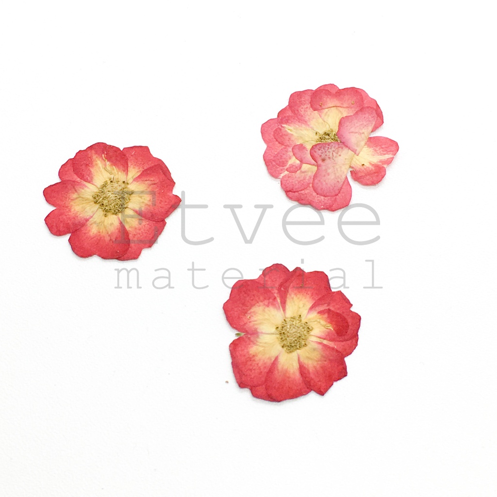 Jual dried rose pressed flower bunga mawar press hiasan epoxy resin ...