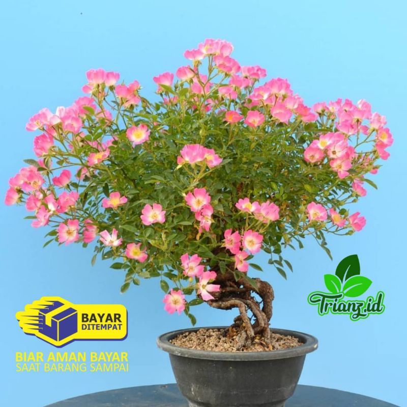 Jual bonsai mawar baby rose (bahan) | Shopee Indonesia