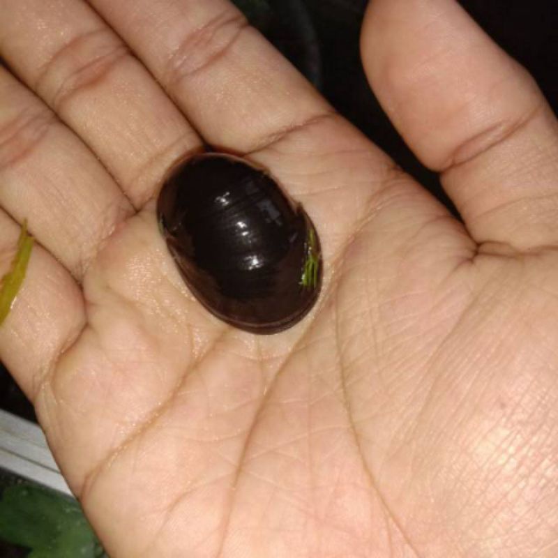 Jual Rare Super Abalon | Shopee Indonesia