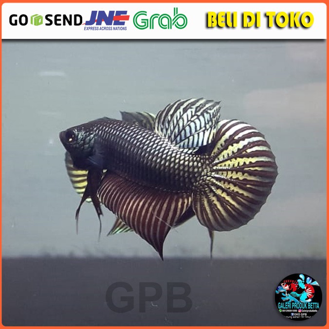 Jual Smaradigna Copper Ikan Cupang Smaradigna copper Ikan Hias ...