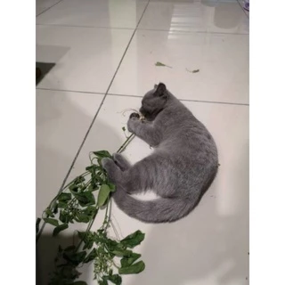 Jual Akar Kucing Terlengkap & Harga Terbaru Juni 2024 | Shopee Indonesia