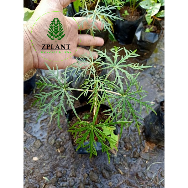 Jual Bibit Tanaman Yodium Pohon Betadine Bibit Tanaman Betadin Pohon ...