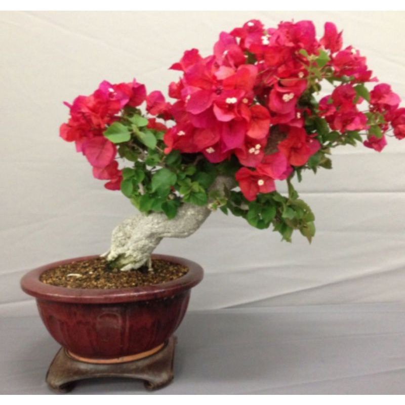 Jual Promo Tanaman Hias Bugenvil Bunga Kertas Merah Bonsai Shopee