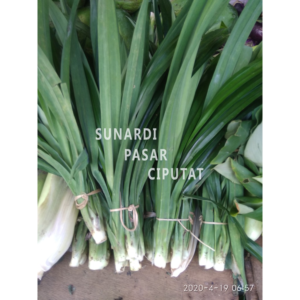 Jual Daun pandan 1 ikat | Shopee Indonesia