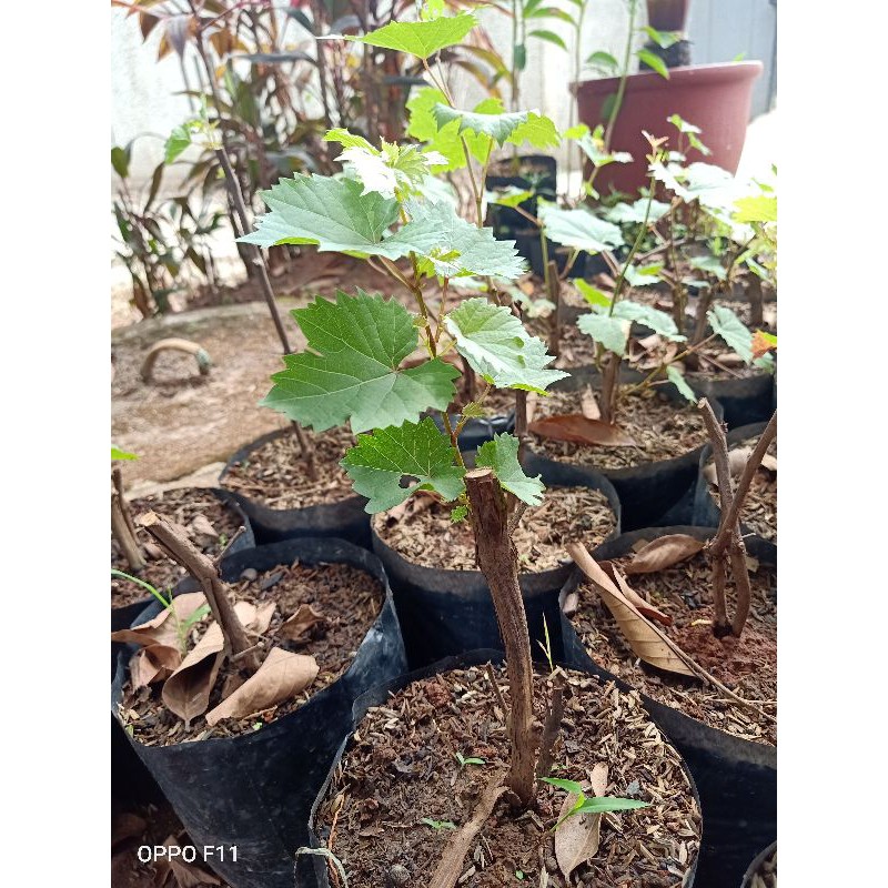 Jual BIBIT TANAMAN ANGGUR - STEK POHON ANGGUR HIJAU | Shopee Indonesia