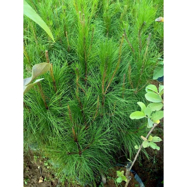 Jual Bibit Pohon Pinus Merkusi Up 50cm Siap Tanam | Shopee Indonesia