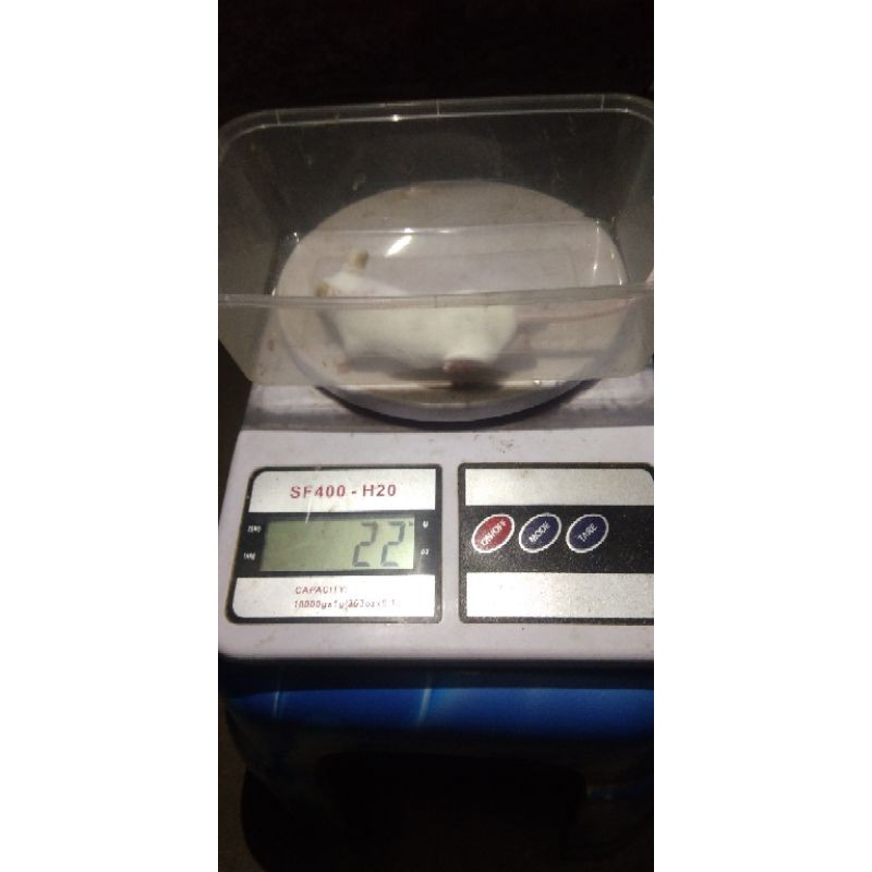Jual Mencit Dewasa (Male) | Shopee Indonesia