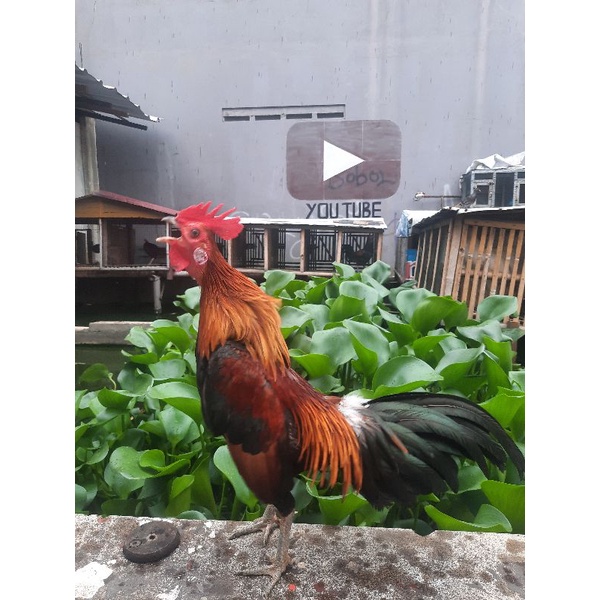 Jual Ayam hutan merah sumatera / Berugo / beruge / brugo | Shopee Indonesia Jual Ayam hutan merah sumatera / Berugo / beruge / brugo | Shopee Indonesia